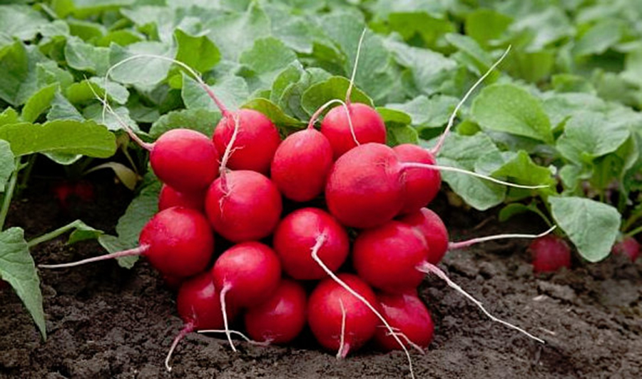 Beneficiile extraordinare ale ridichilor