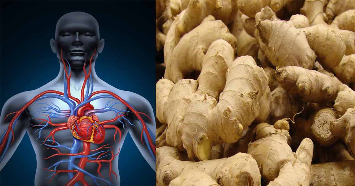 Ce se intampla in corp daca manaci GHIMBIR in fiecare zi, timp de o ...