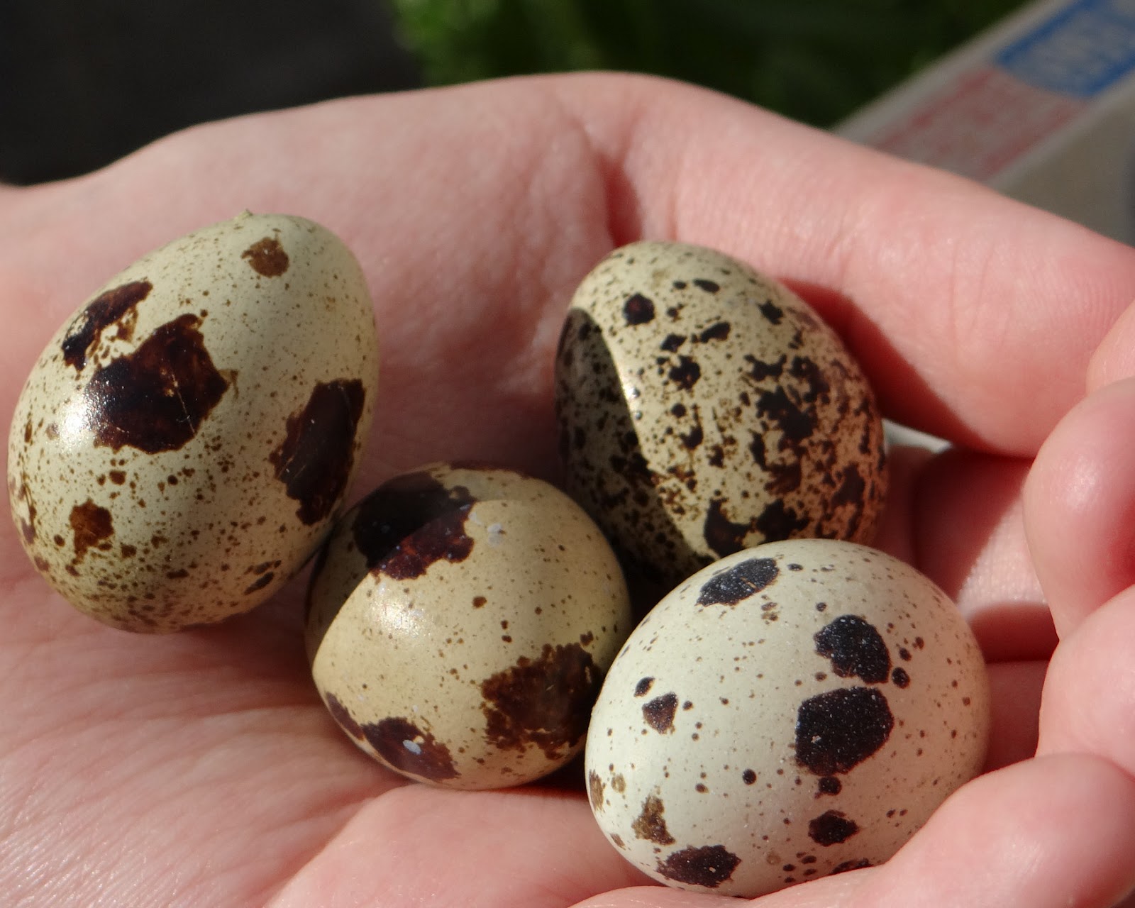 Ouăle de prepeliță: beneficii reale